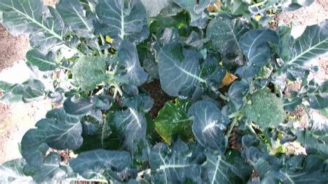 Merge Final Instance Segmentation Dataset And Pre Trained Model By Broccoli