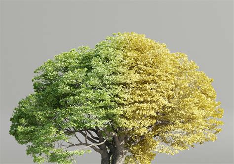 Landscape Tree Vol Blender DModel CGTrader