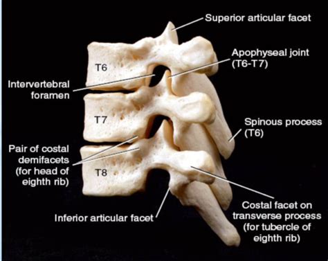 Kine Thoraco Lumbar Spine Flashcards Quizlet