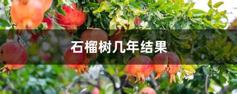 石榴树几年结果 如意谷
