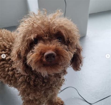 앙비뉴 앙비뉴 아바크롬으로 수북했던 털을 말끔히 셀프미용하고 더욱 깜찍해진 푸들 꼬망이😍 푸들