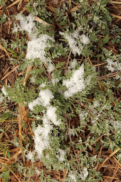 春天嫩芽上的雪和冰