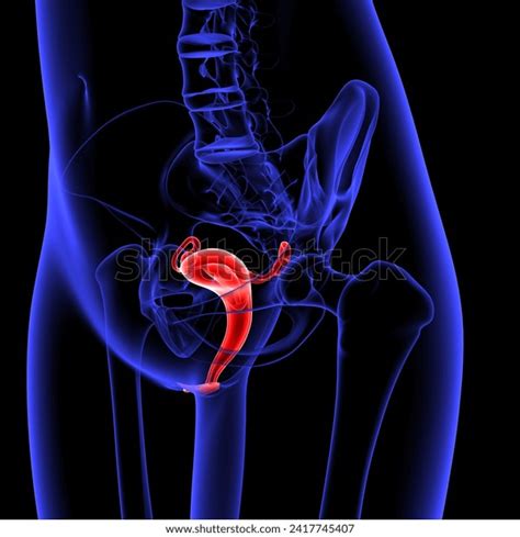 Female Reproductive System Internal Sex Organs Stock Illustration Shutterstock