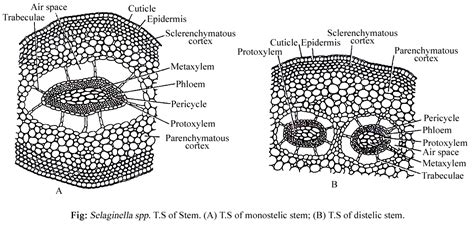 Selaginella Classification Structure Of Sporophyte Reproduction Structure Of Gametophyte