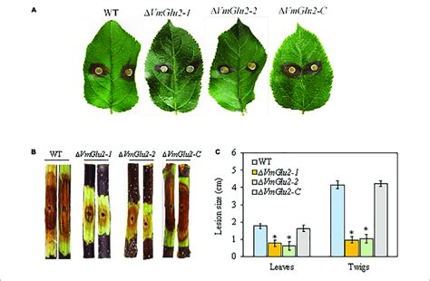 Pathogenicity Tests Of The Wt Vmglu2 Deletion And Complementation