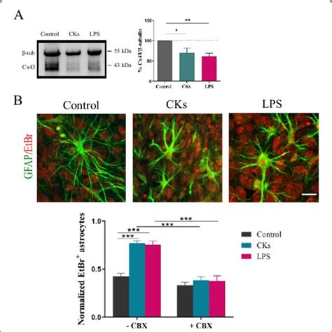 Intracellular Calcium Sources Sustain Calcium Dynamics In Astrocytes A Download Scientific