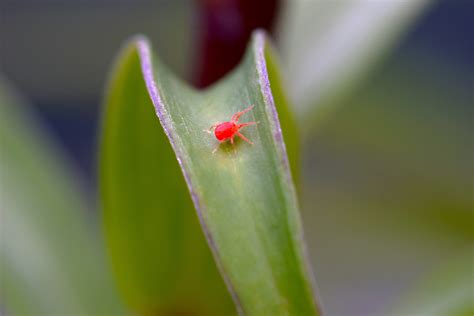 What Tiny Red Bugs At Angela Lewandowski Blog