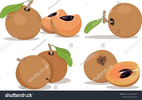 Vector Illustration Sapodilla Chiku Stock Vector Royalty Free