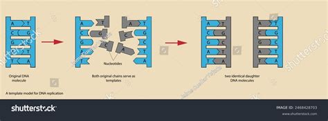 Diagram Template Model Dna Replication Stock Illustration 2468428703