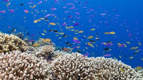 Key Biodiversity Areas