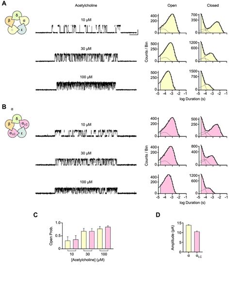 Figure S1 Human Adult Muscle Type Acetylcholine Receptors