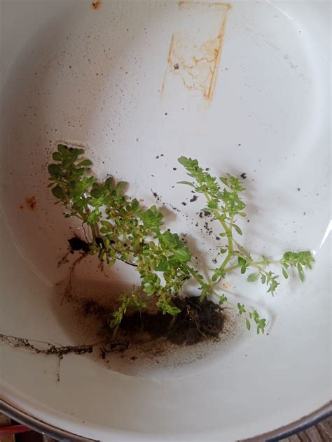 觀葉植物迷交流站 這是路邊的草，聽老人家說這台語叫蜈蚣草，是可吃的草，忘了功效是什麼，好像是肝火大可以吃的草不太記得