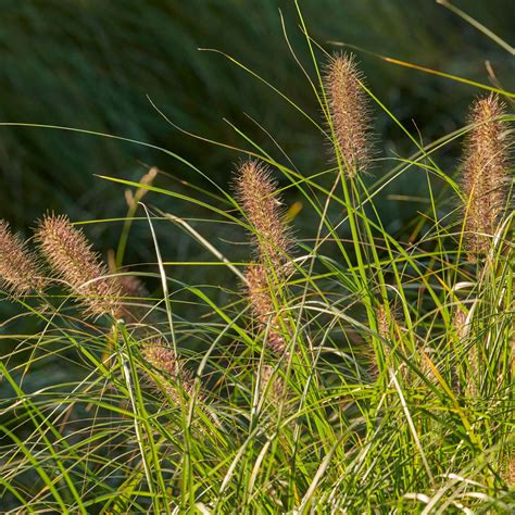 Sustainability Secured Cdc Data Centres