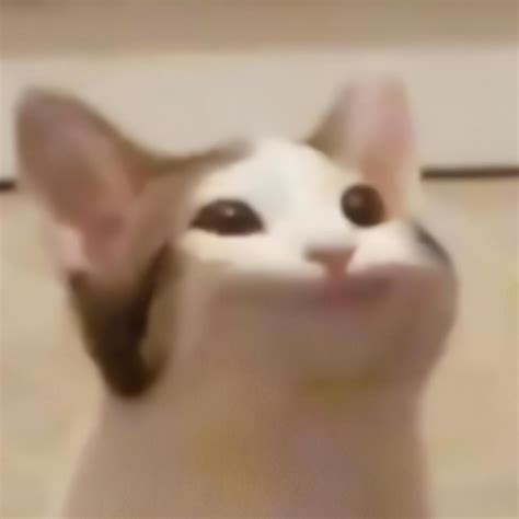 Pop Cat Wiki Gatopedia Fandom