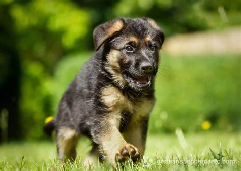 6 Week Old German Shepherd A Complete Guide