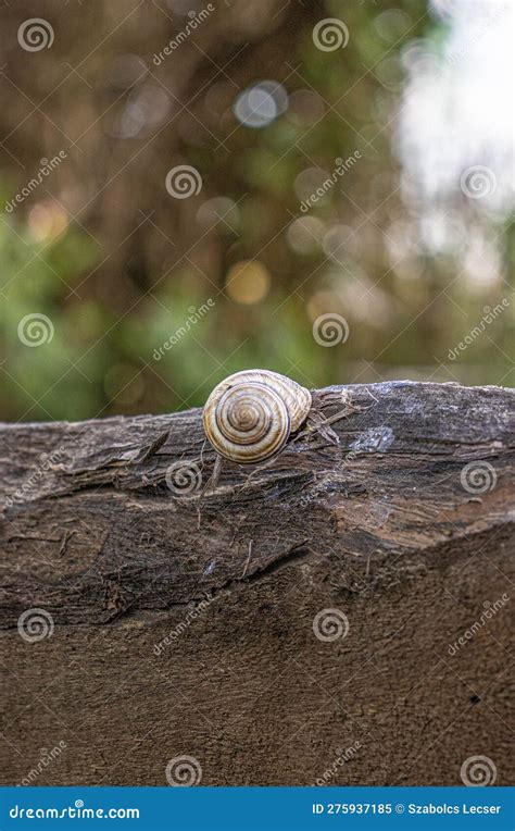 Snail Shell On A Plank Cepaea Hortensis Stock Image Image Of Snail Flower 275937185
