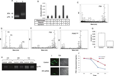 Analysis Of P36 Peptide Cleavage By Plasmin In Cell Culture Download Scientific Diagram