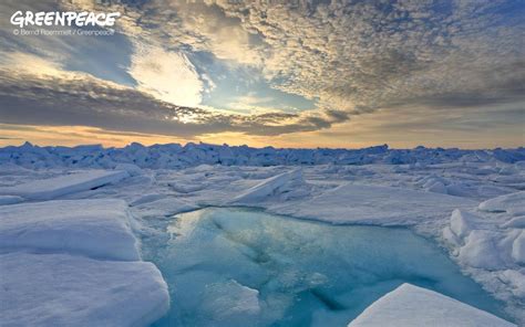 Greenpeace Wallpapers Top Free Greenpeace Backgrounds Wallpaperaccess