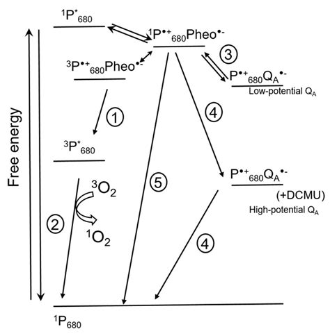 Singlet Oxygen In Plants Generation Detection And Signaling Roles