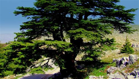 Árbol De Naranja Sembrando Conciencia En Nuestros Jardines