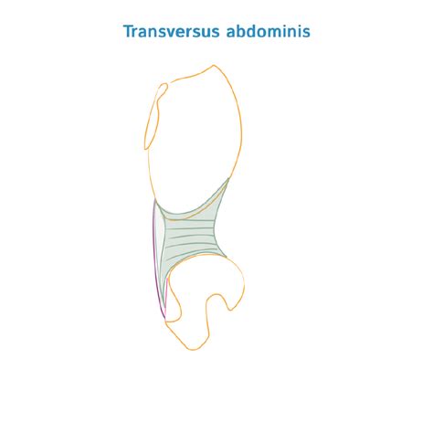 Gross Anatomy Glossary Abdominal Muscles Ditki Medical And Biological