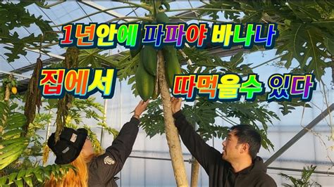 화성시에 젊은농부 최대규모로 파파야 바나나잭프르츠등 열대식물 재배하면서 체험학습까지 가능한 농장 트로피칼베이 Youtube