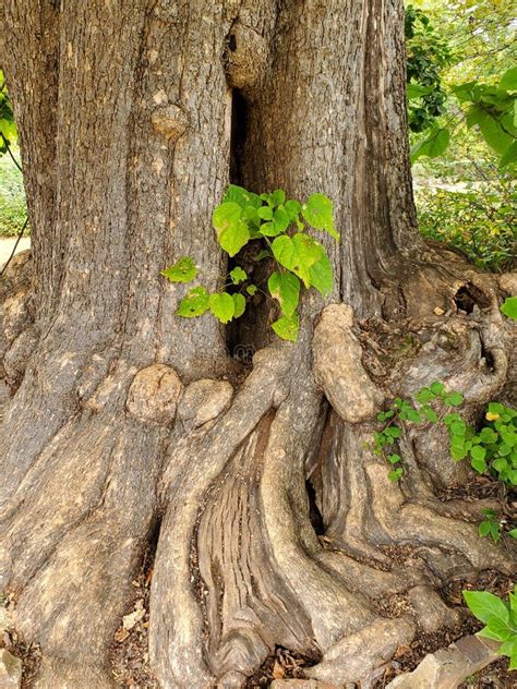 The Twisted Trunk Of The Tree Shows Decades Of Stress Stock Image