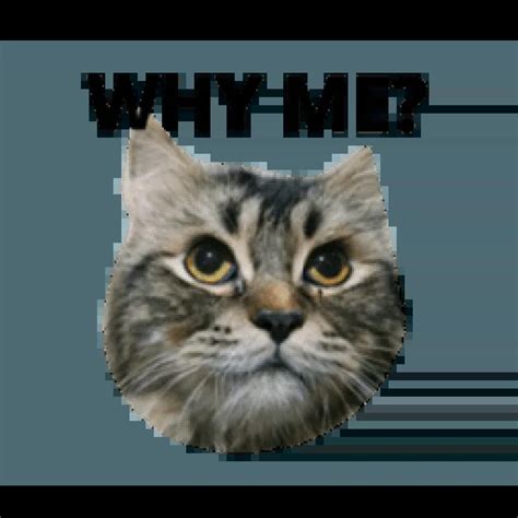 Meow Malgeumi ‧₊˚ — Whatsapp Stickers Pack