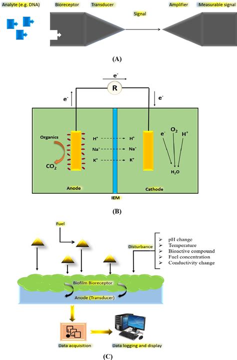 Schematic Diagrams Of A A Biosensor B A Dual Chamber Microbial Fuel Download Scientific