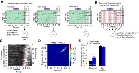Differential Encoding Of Time By Prefrontal And Striatal Network Dynamics Journal Of Neuroscience