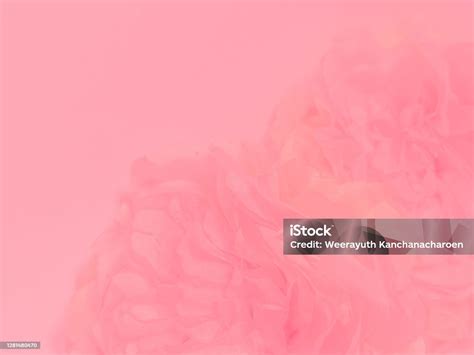 흰색 배경과 흰색 꽃 프레임과 분홍색 잎 질감 핑크 배경 화려한 그래픽 배너 해피 발렌타인 데이에 아름다운 추상색상 흰색과 분홍색 꽃 0명에 대한 스톡 사진 및 기타 이미지