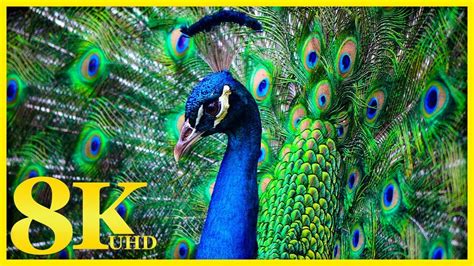 Peacock Dance Display Peacocks Opening Feathers Hd And Bird Sound Youtube