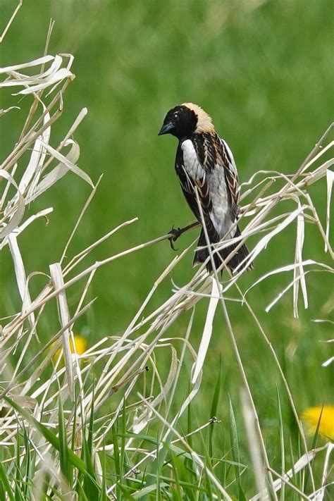 The Bobolink — Carolina Sake The Bobolink — Carolina Sake
