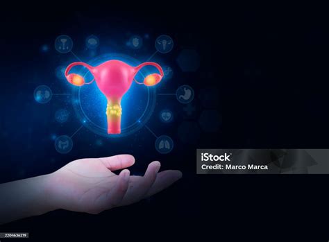 의사의 손은 여성의 생식 기관이 고립되어 있음을 보여줍니다 산부인과 및 종양학의 과학 및 의학 개발 자궁 경부암 개념 손상된 조직이있는 자궁 Polycystic Ovary