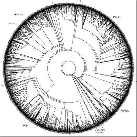 Evolution How Should I Put A Large Phylogeny Into A Scientific Paper