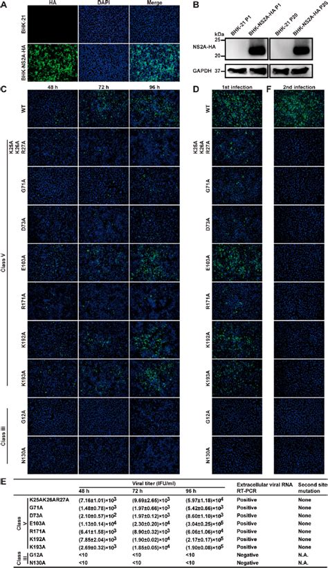 Trans Complementation Of Class Iii And V Mutants A Ifa Of