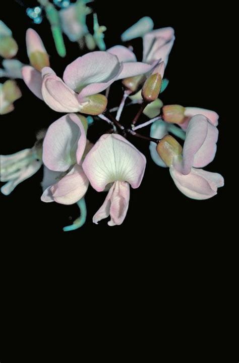Derris Trifoliata Images Useful Tropical Plants