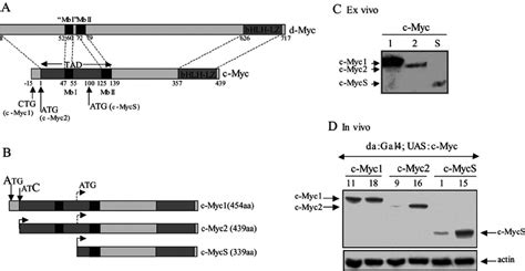 Structure And Expression Of C Myc Proteins A Block Diagrams Compare