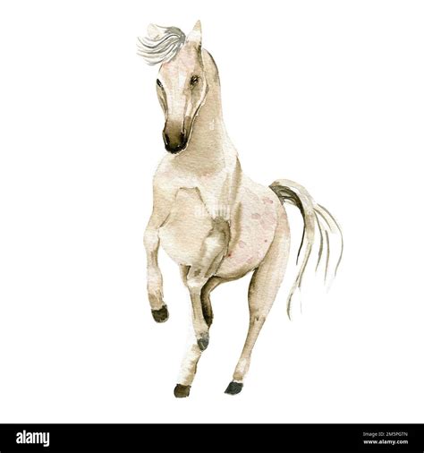 Watercolor Hand Drawn Cute White Horse On The White Background Running