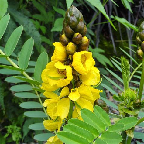 Cassia Didymobotrya Popcorn Cassia Seed X10 Ole Lantana Seed Store