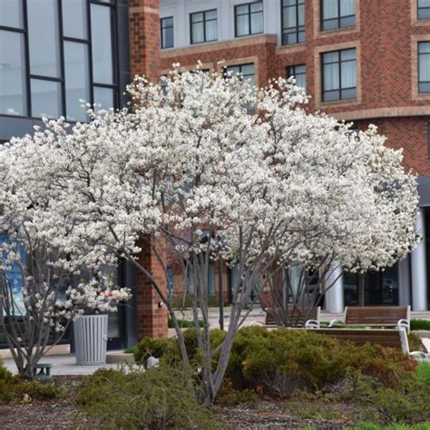 Amelanchier Serviceberry Tree Autumn Brilliance® Large Gertens