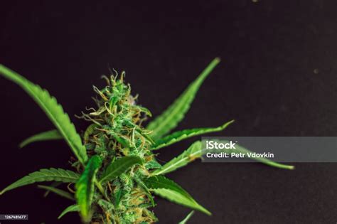 복사 공간 법적 의료 마리화나 싹과 검은 배경에 대마초 공장 0명에 대한 스톡 사진 및 기타 이미지 0명 Thc 건강