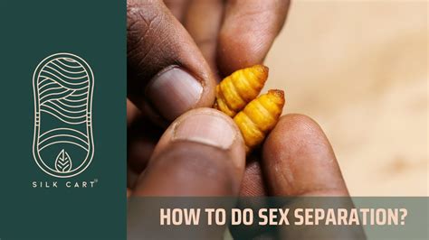 Silkcart RSP How To Do Sex Separation YouTube
