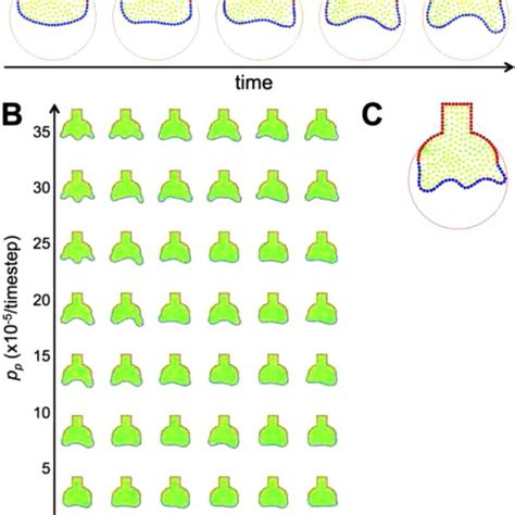 The Bud To Cap Transition Of The Tooth Germ A Frontal Sections Of
