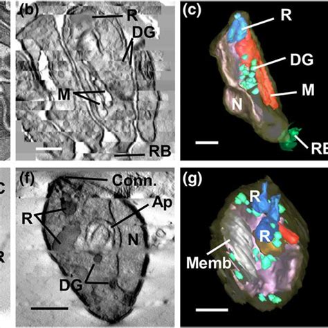 Ultrastructure Of Plasmodium Knowlesi At The Early Schizont And