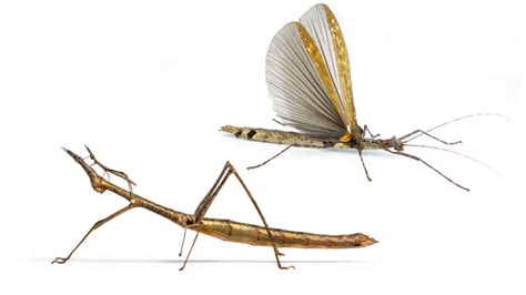 What Does A Stick Bug Look Like Moxie Pest Control