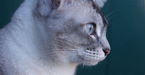 Olympus E 10 Review Samples Digital Photography Review