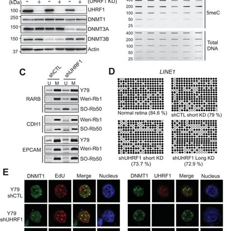Global Dna Hypomethylation May Not Be An Early Event Leading To Download Scientific Diagram