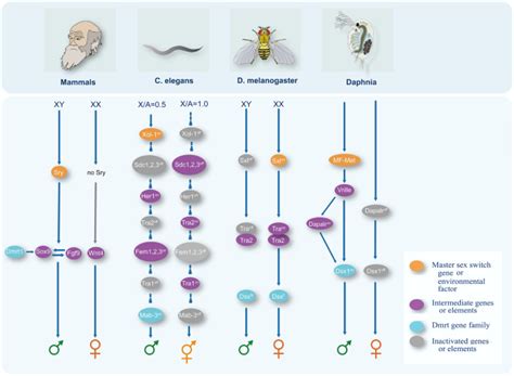 Evolution Of Sex Determination In Crustaceans Marine Life Science And Technology