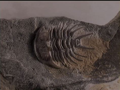 Acidaspis Trilobites From Dan Cooper